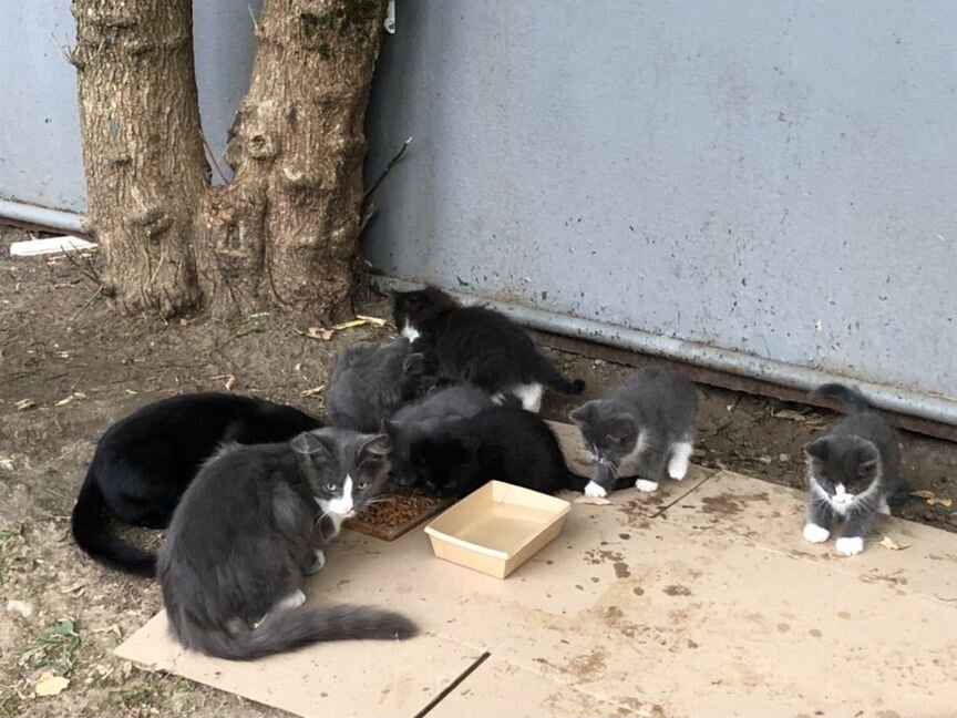 Котики бесплатно в добрые руки