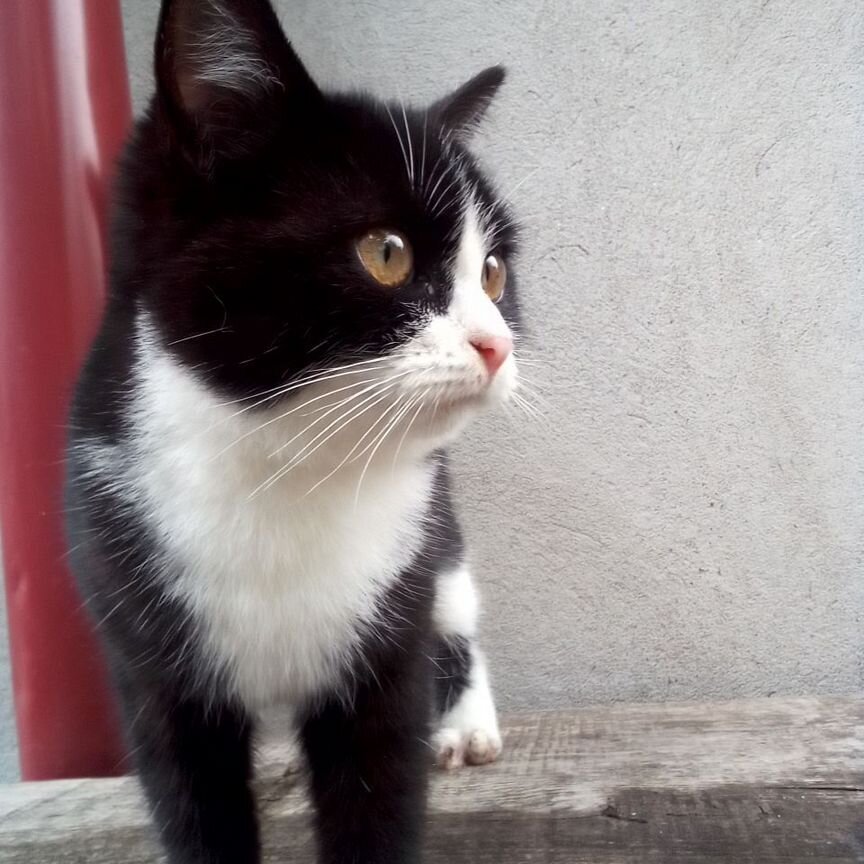Кошка Яна ищет хозяев