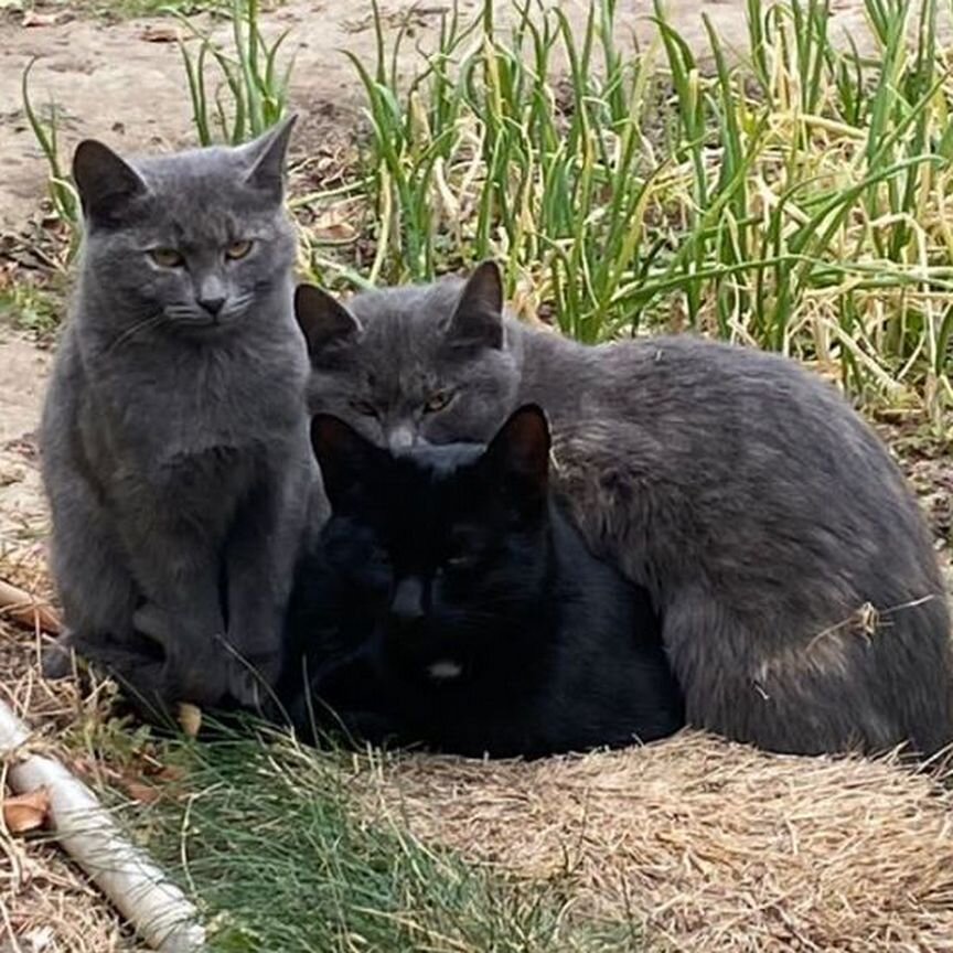 Остаётся в зиму черн беремен кошка и серые котят