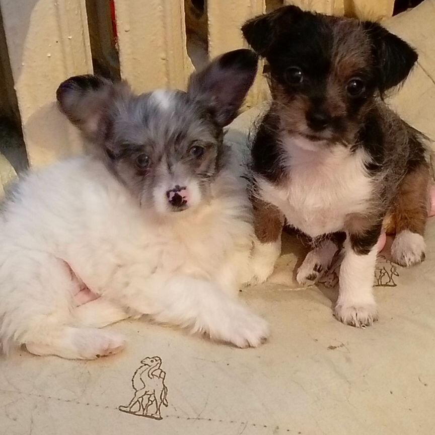 Щенки чихуахуа и терьера