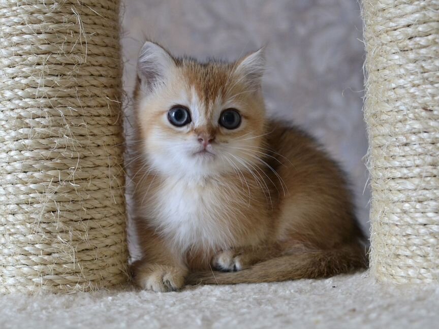 Британская золотая шиншилла котята