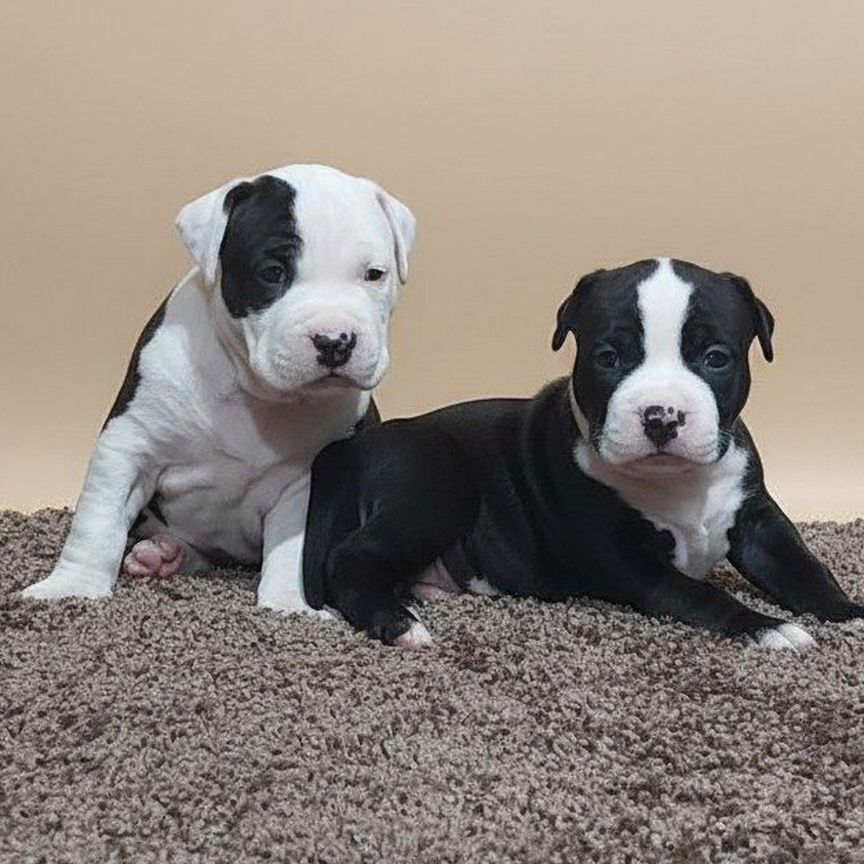 Американский стаффордширский терьер, щенок