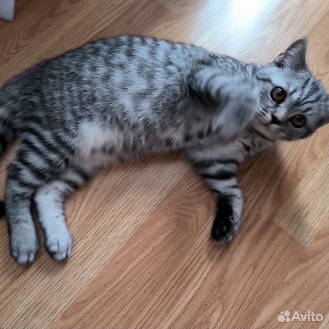 Британский котенок серый