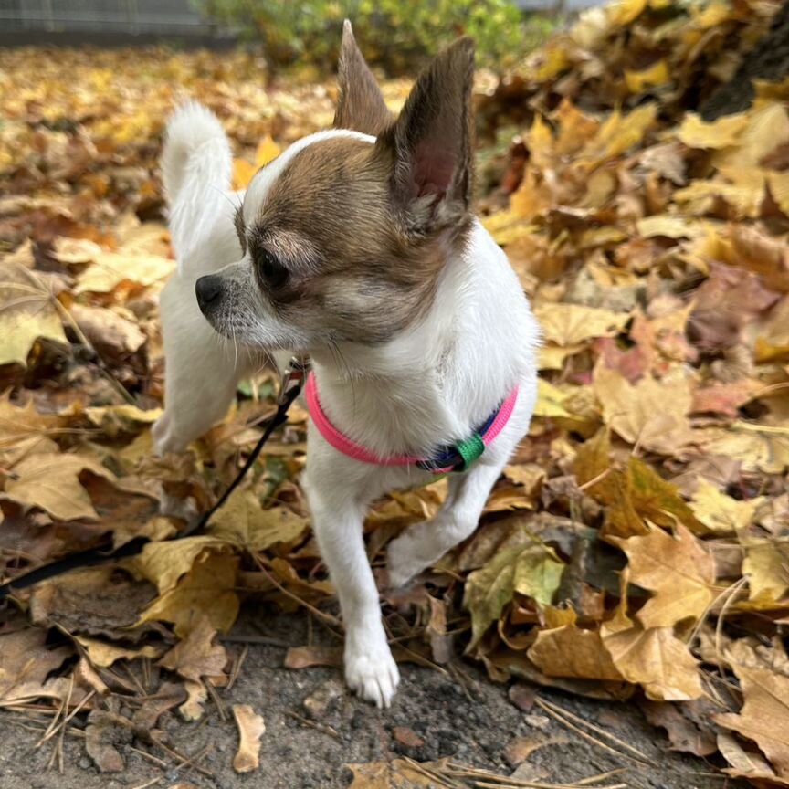 Чихуахуа, вязка