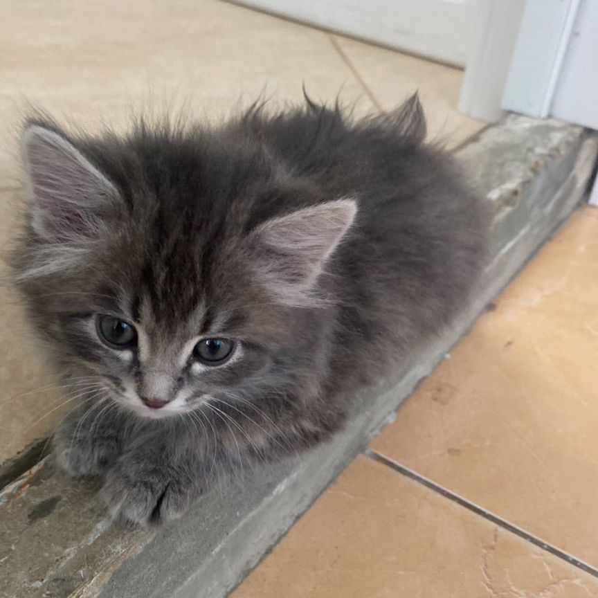 Котёнок в добрые руки