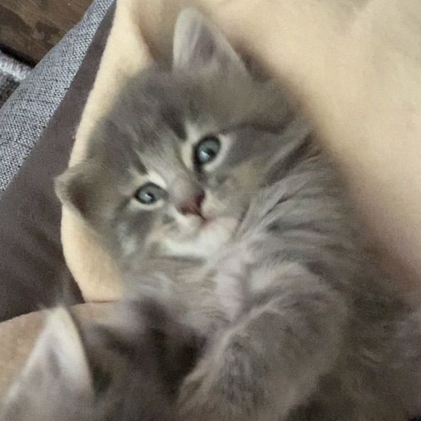 Чудесный мальчишка метис сибиряка