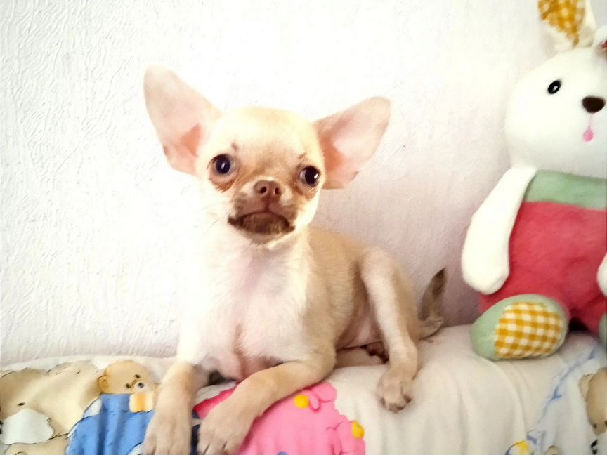 Маленькая красотка