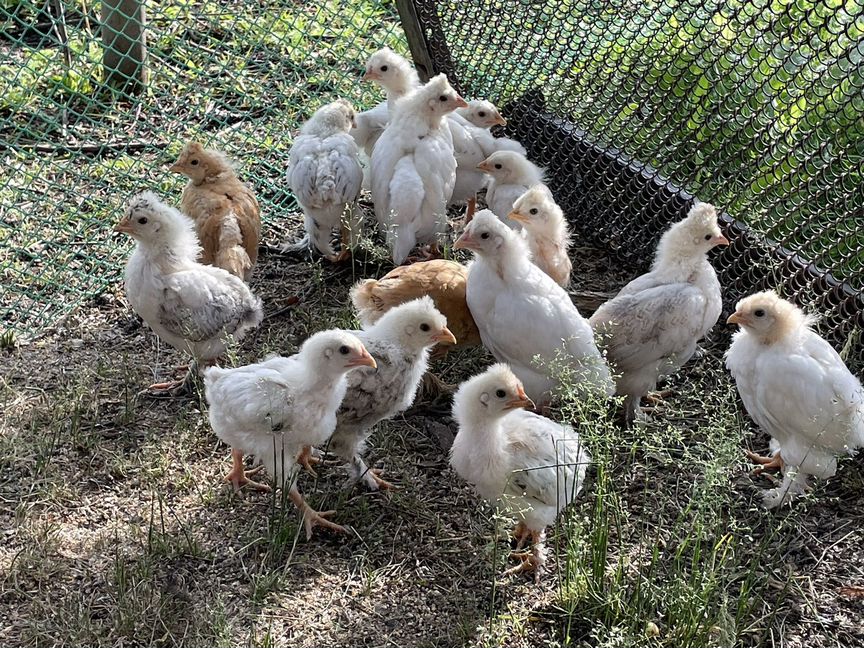 Куры молодки несушки