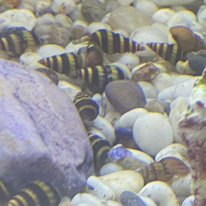 Улитка хелена