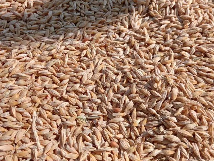 Семечко, Фуражный горох корма