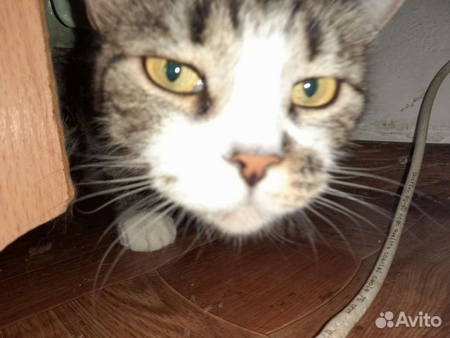 Шотландская кошка