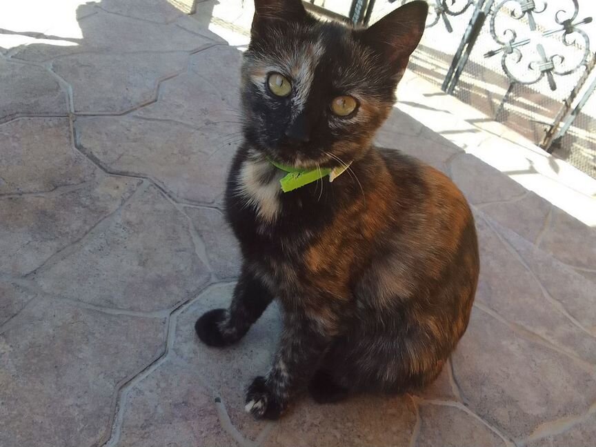 Кошка крысоловка в добрые руки