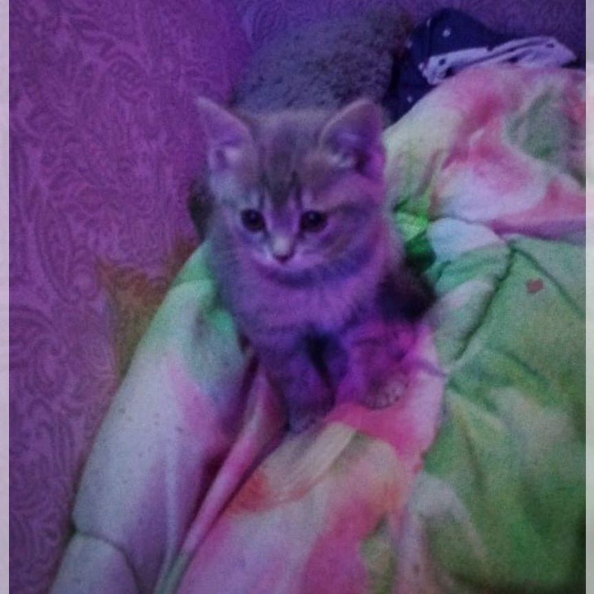 Котята британцы и шотландцы