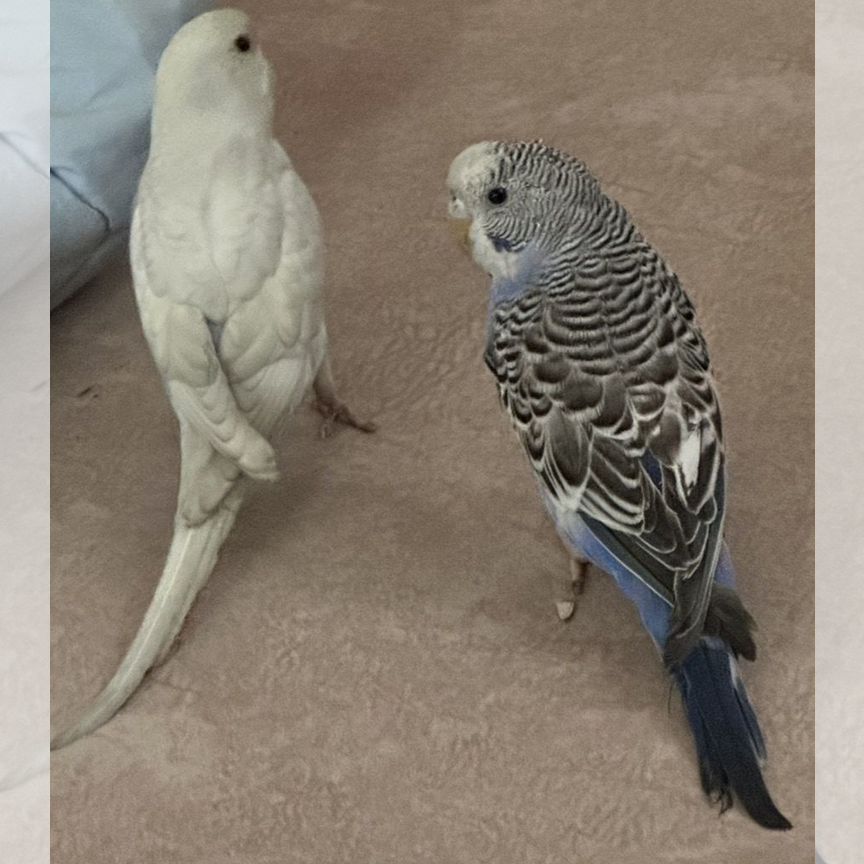 Волнистый попугай