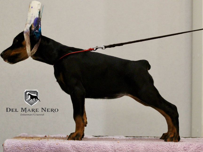 Доберман щенки