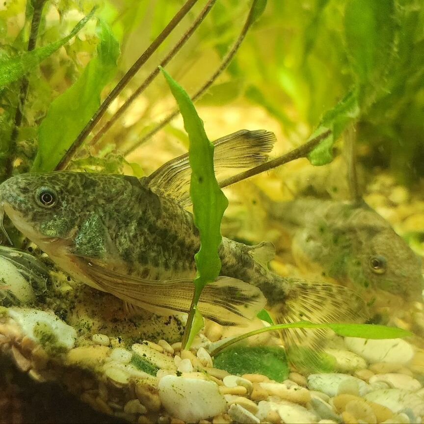 Сом, донная рыба