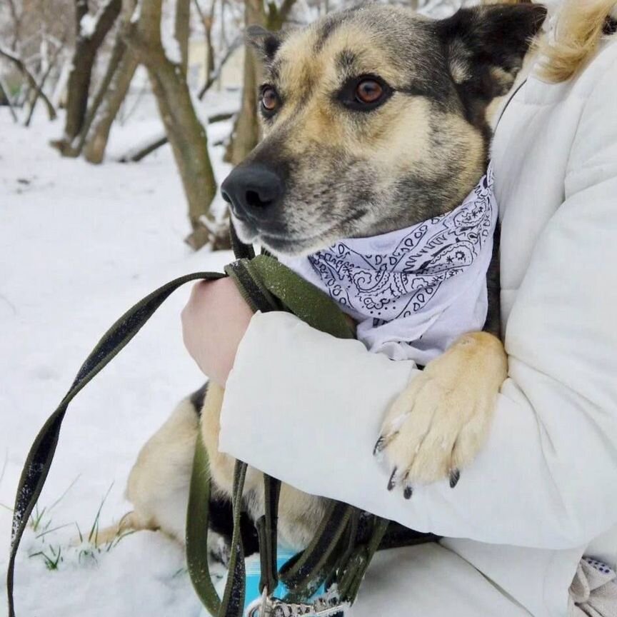Собака в добрые руки