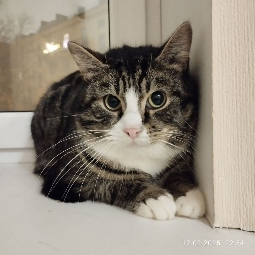 Шикарный кот