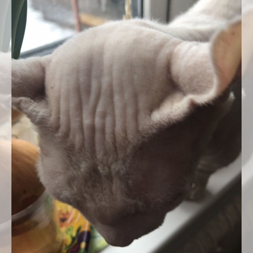 Кот двэльф