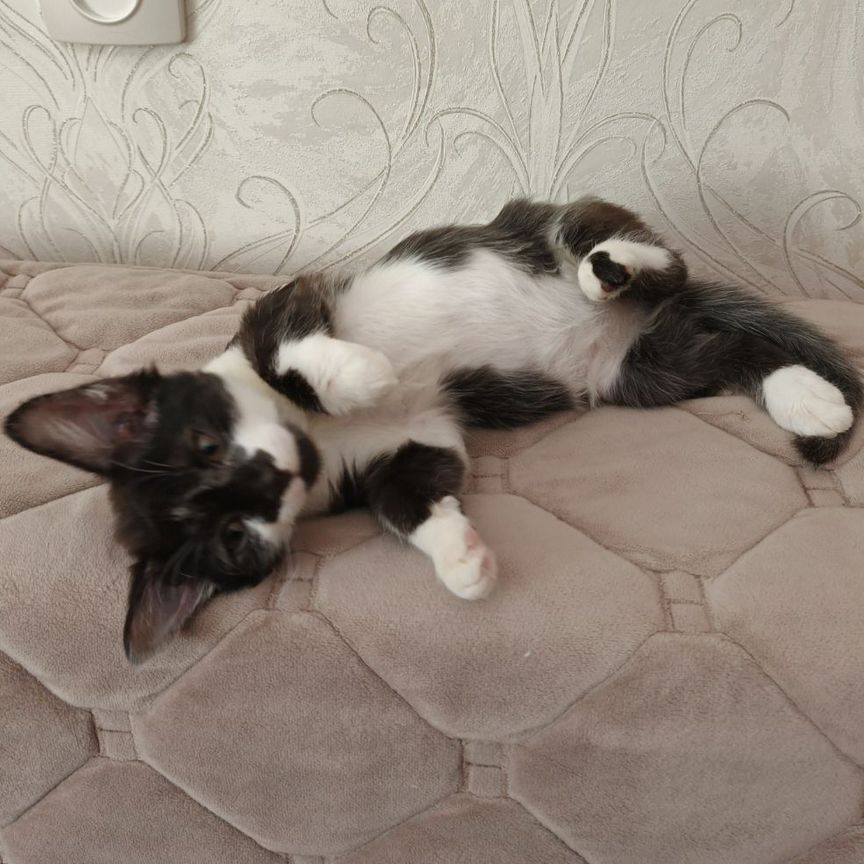 Котёнок в добрые руки