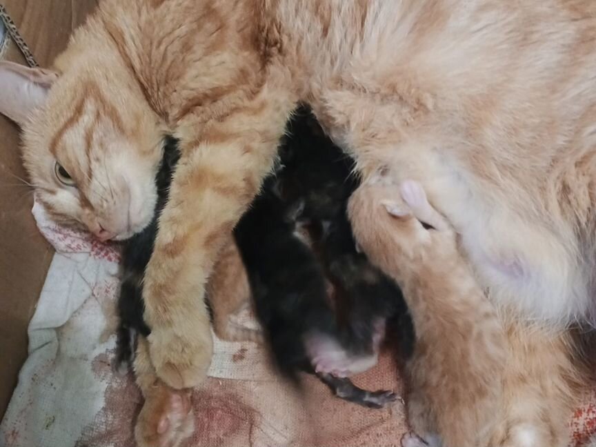 Кошки в добрые руки