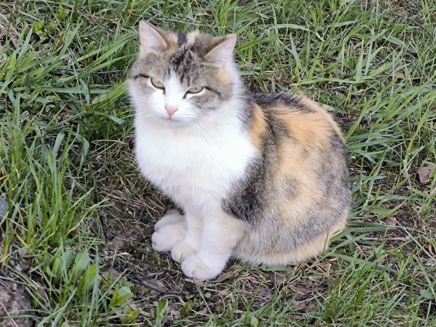 Кошка в дар бесплатно
