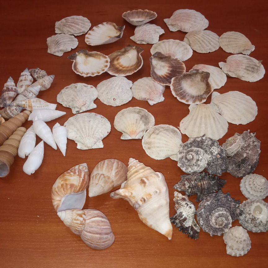 Ракушки морские