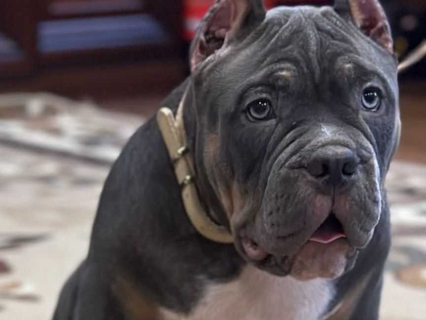 Щенки американсий булли