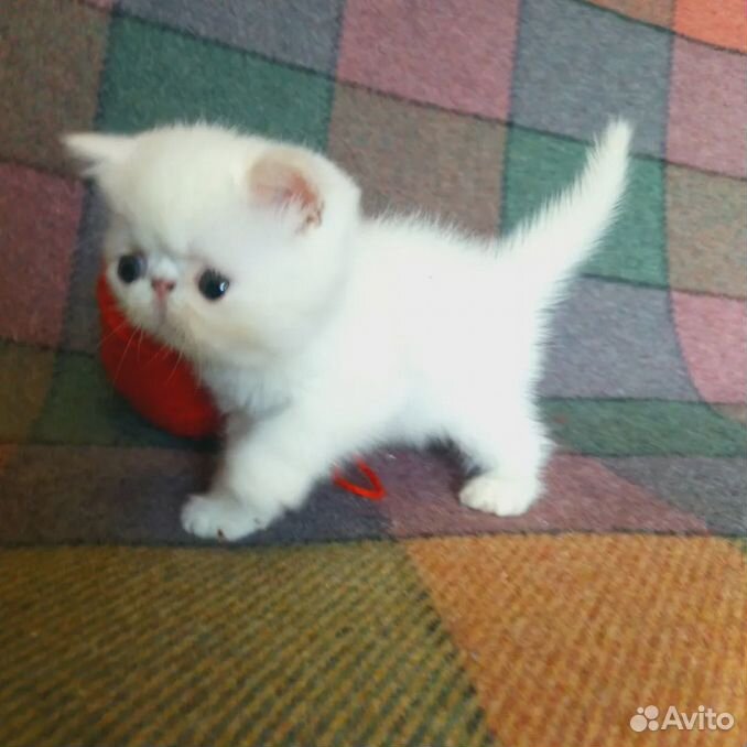 Малыш экзот