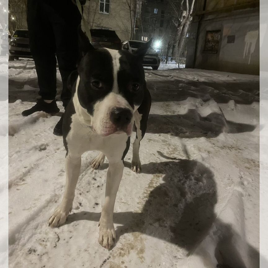 Американский стаффордширский терьер, взрослая собака