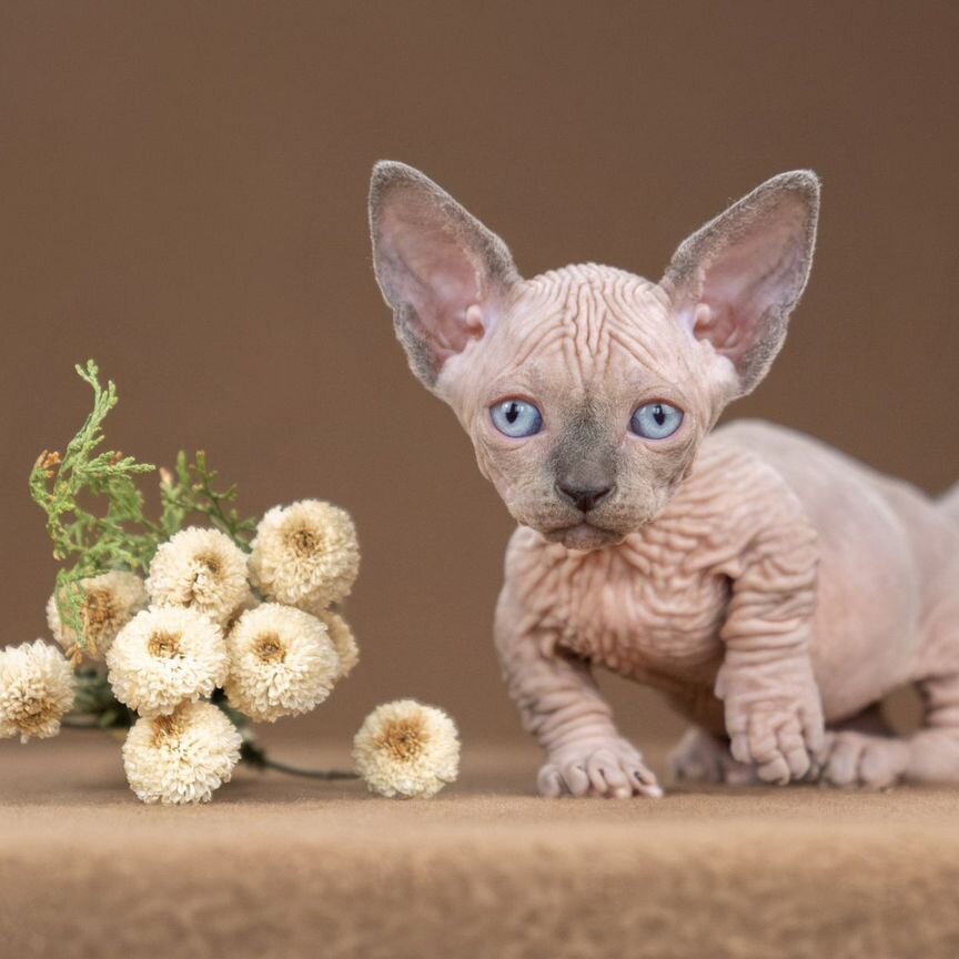 Канадский сфинкс котёнок