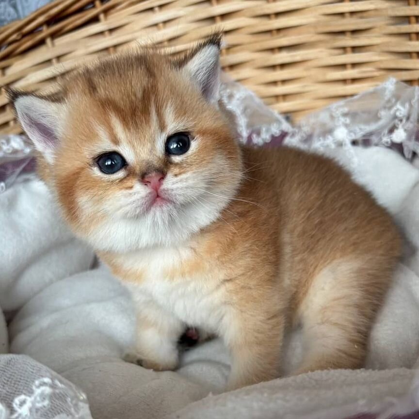 Британский короткошёрстный котёнок