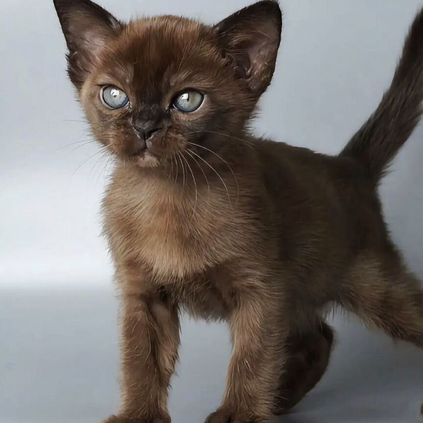 Европейский бурманский котёнок