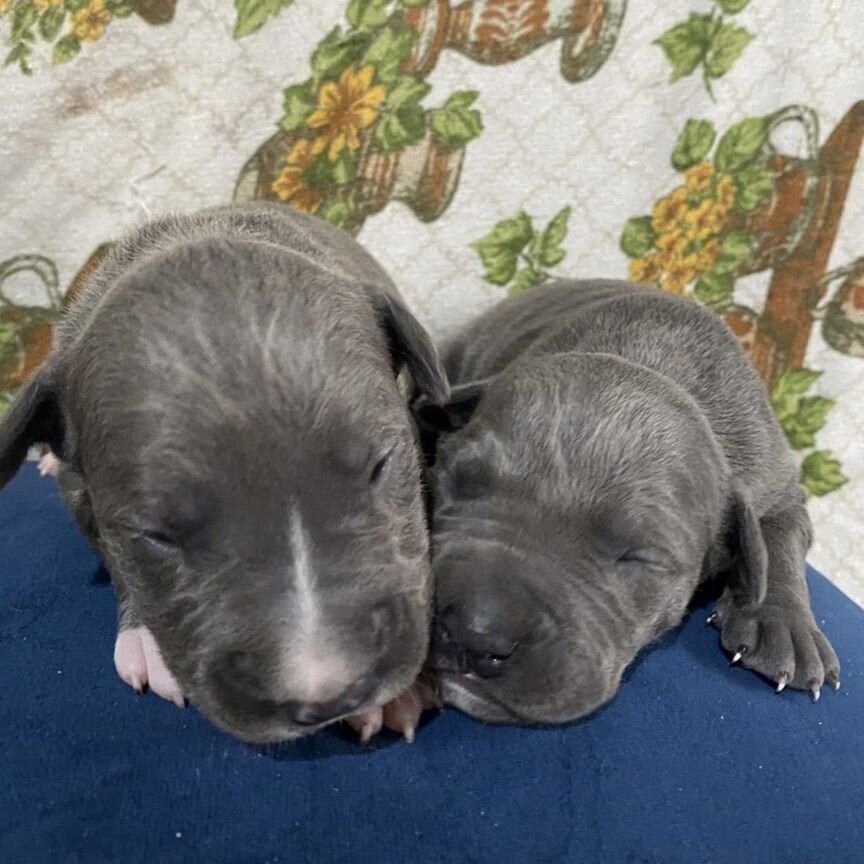 Прайтер, щенок