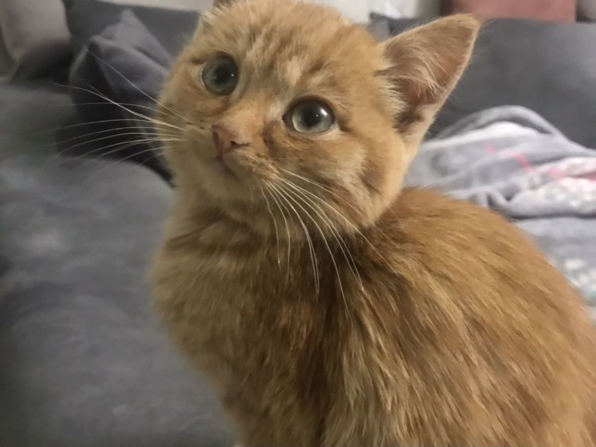 Котик-подкидыш