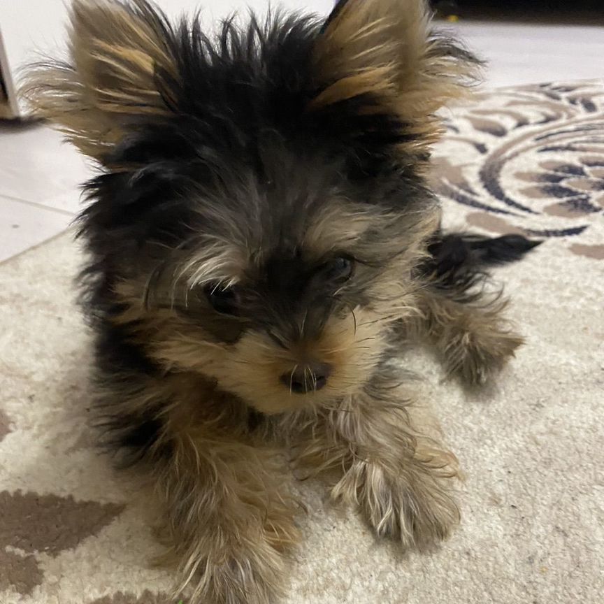 Йоркширский терьер, щенок