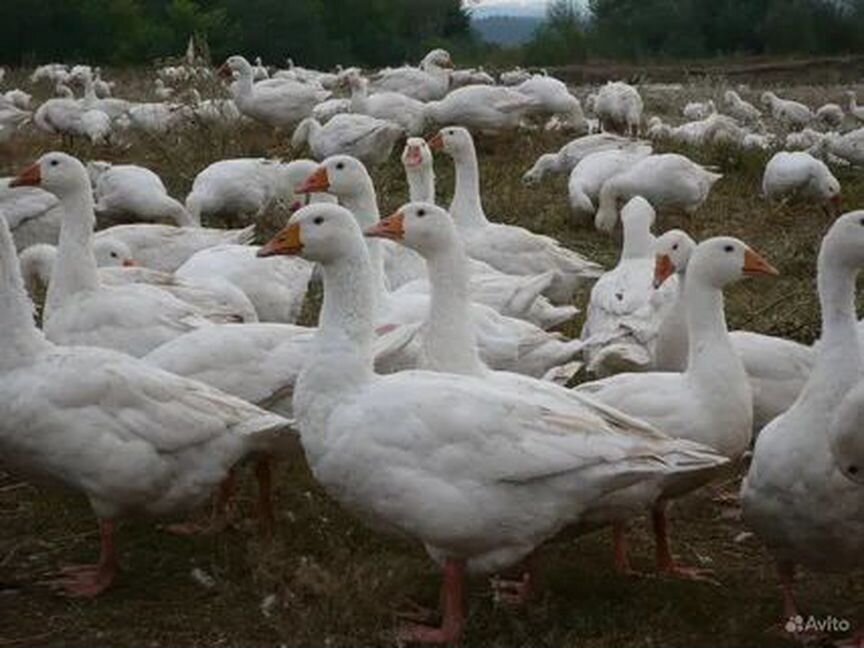 Продажа домашних гусей
