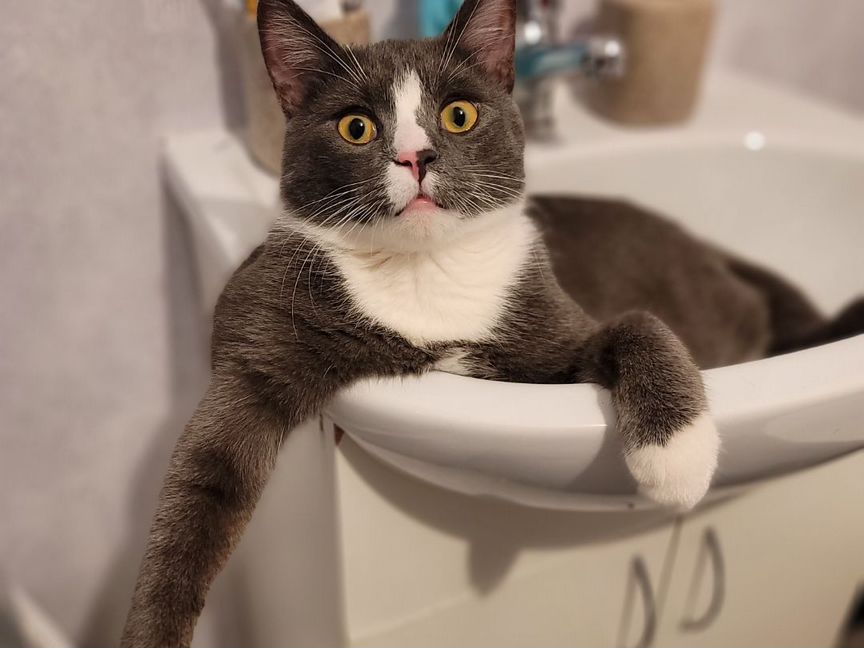 Котик в Добрые руки