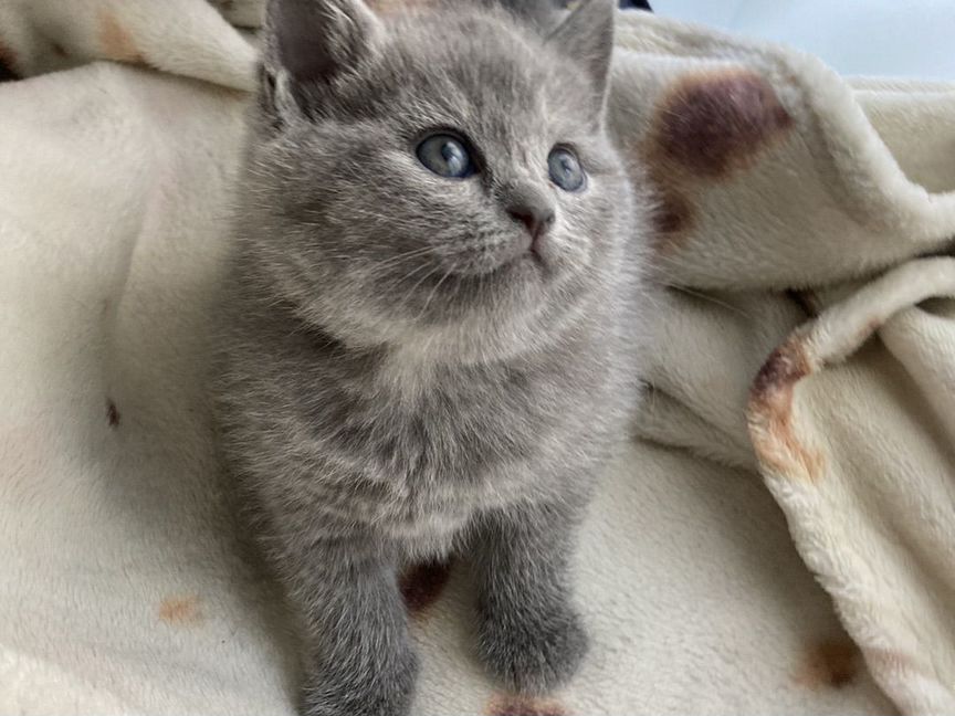 Британские котята