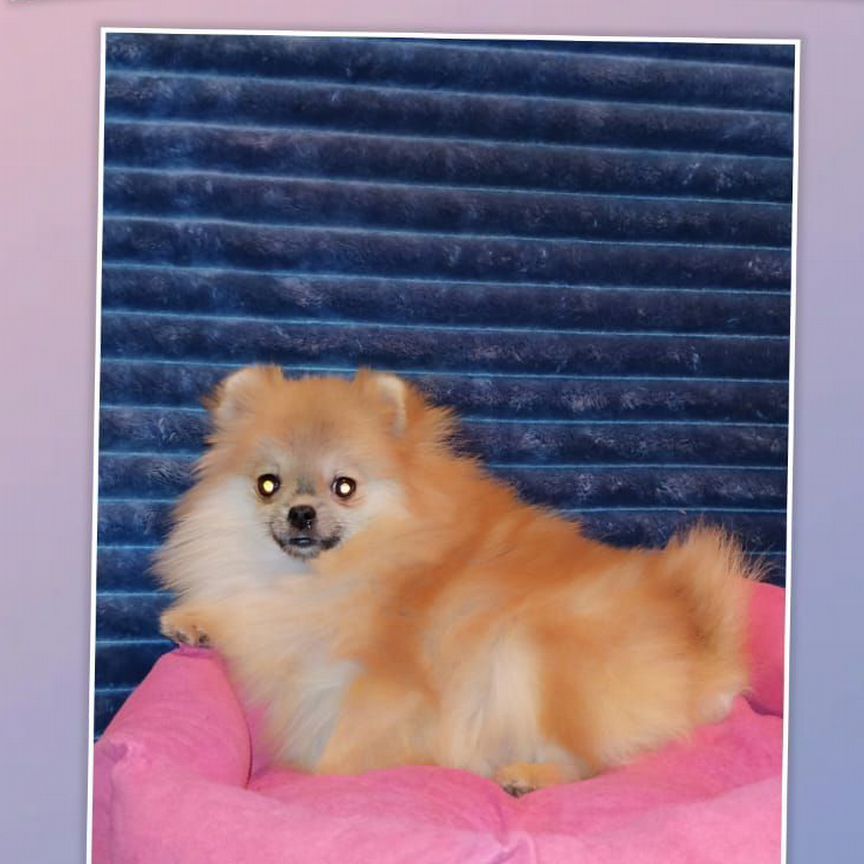 Мини Шпицуля