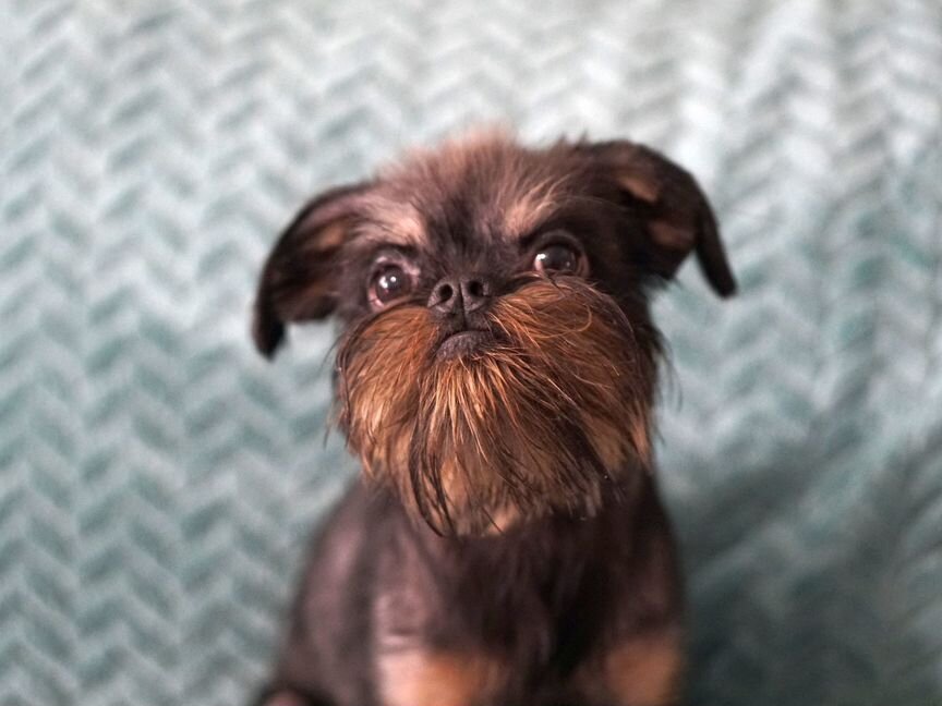 Бельгийский гриффон, щенок
