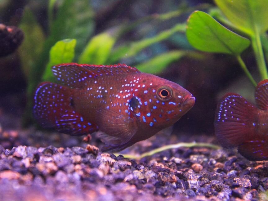 Хромис лифалили баллон