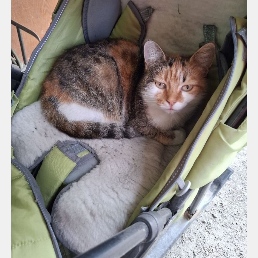 Кошка в добрые руки