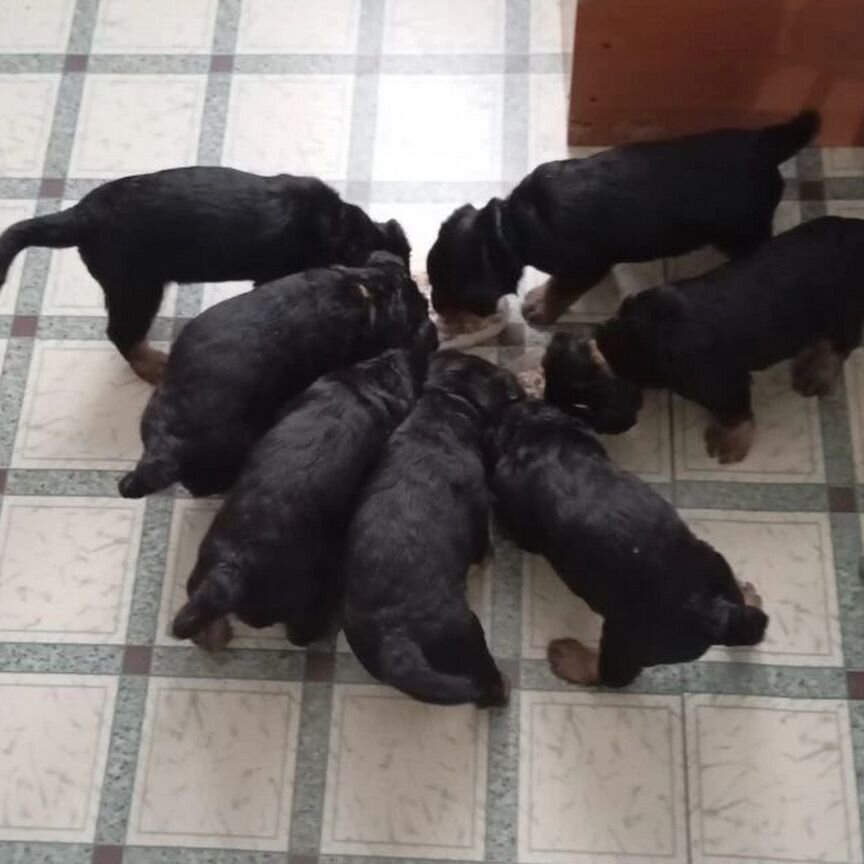 Эрдельтерьер, щенок