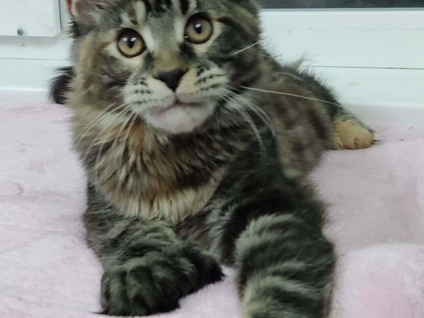 Котята мейн-кун полидакты