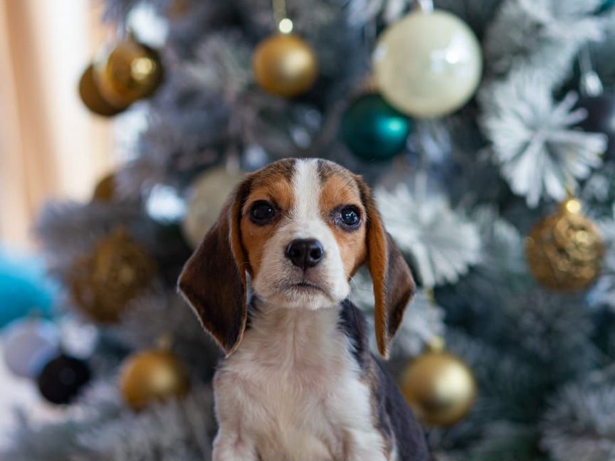 Бигль две девочки