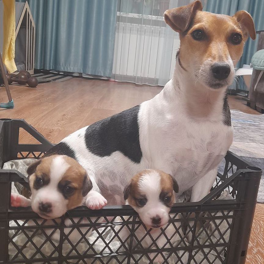 Щенки джек рассел терьер