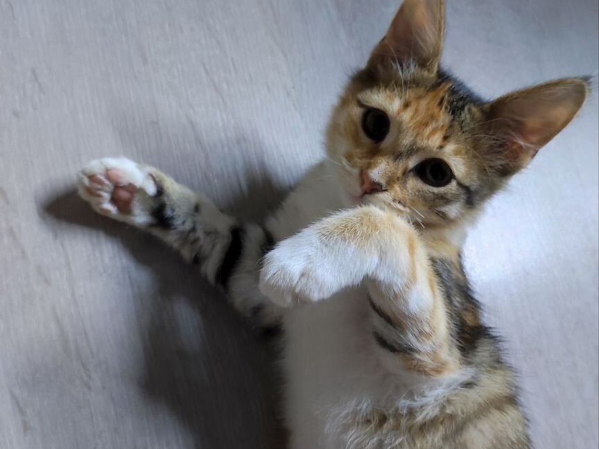 Отдам в добрые руки милого котенка