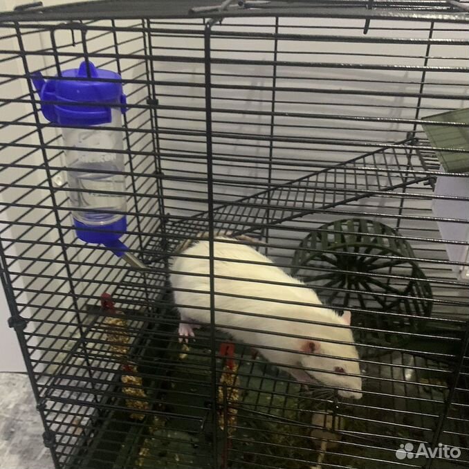 Белая крыса