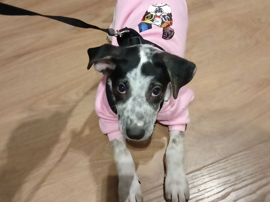 Щенок девочка в добрые руки, привезу